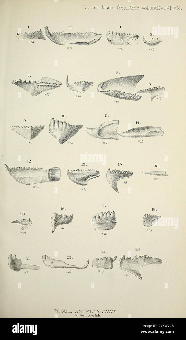 Annelid evolution hi-res stock photography and images - Alamy