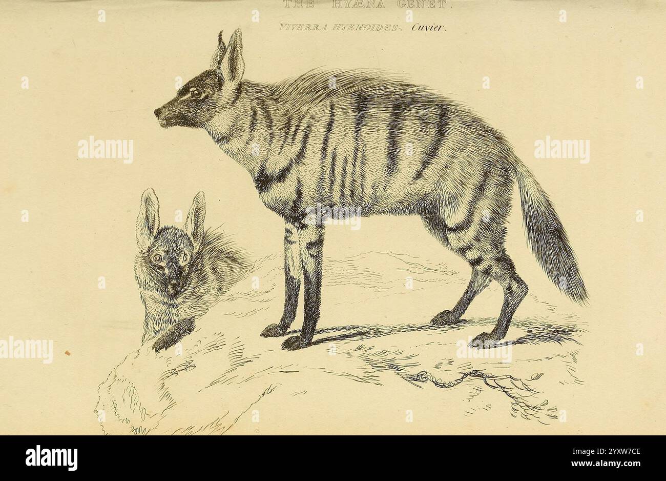 The class Mammalia, London, Printed for Geo. B. Whittaker, 1827 ...