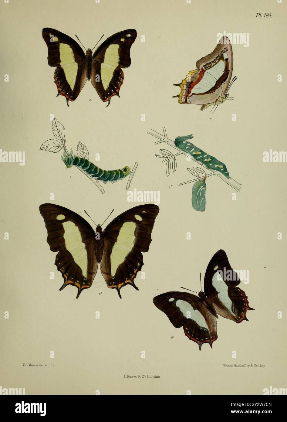 Lepidoptera indica, London, 1890-1913, India, Lepidoptera, Frederic C ...