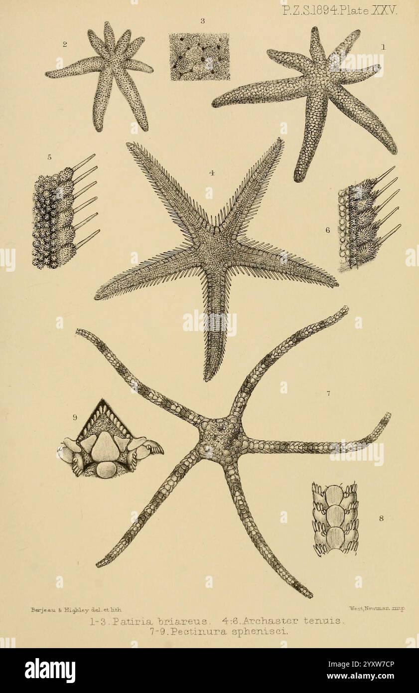 Proceedings of the Zoological Society of London, London, Academic Press Periodicals, Zoology ...