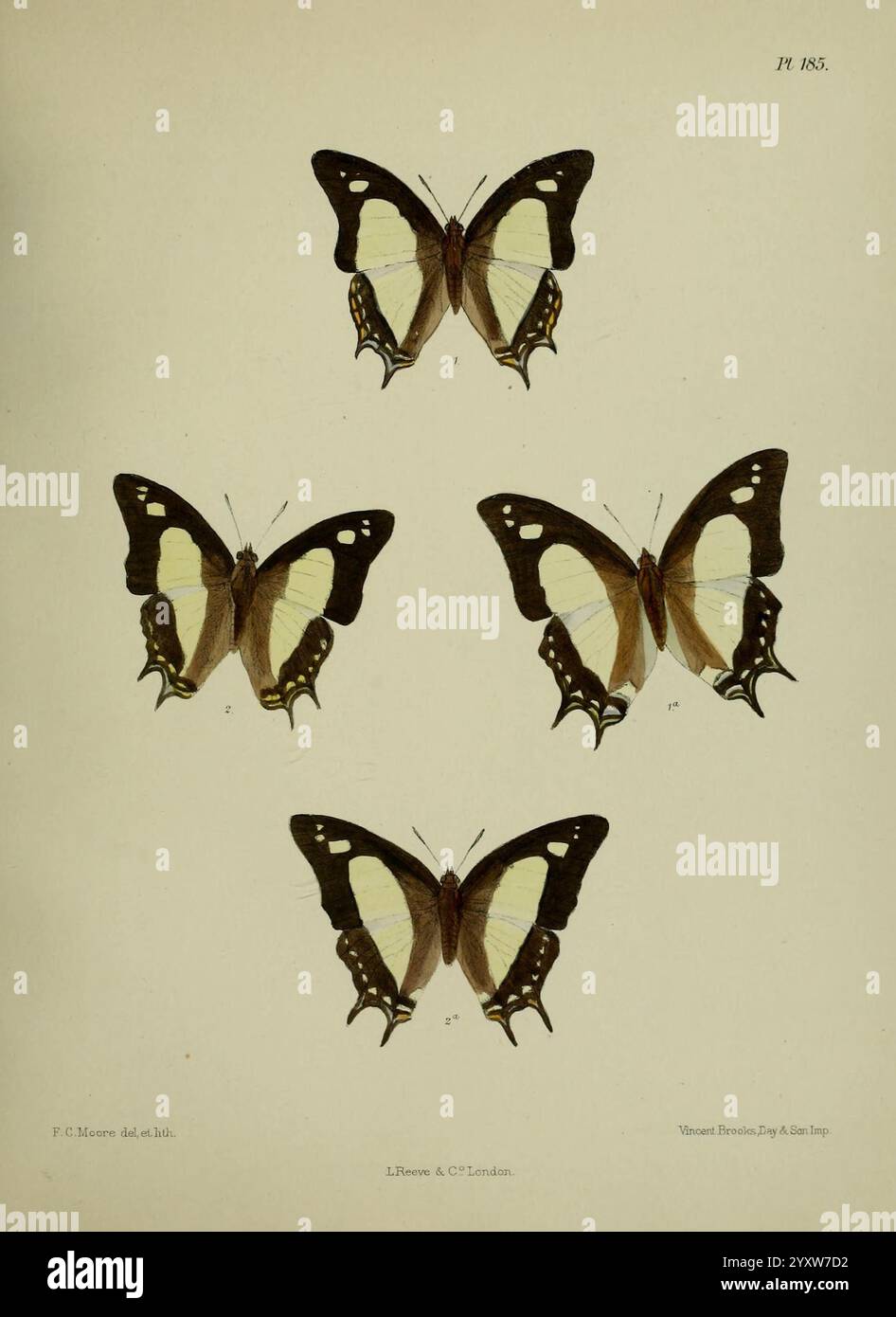 Butterfly displays distinctive markings hi-res stock photography and ...