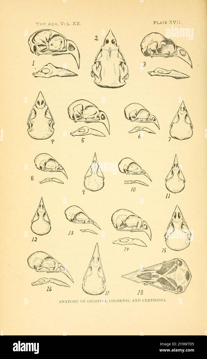 The Auk, Washington, D.C, American Ornithologists' Union, 1884, birds ...