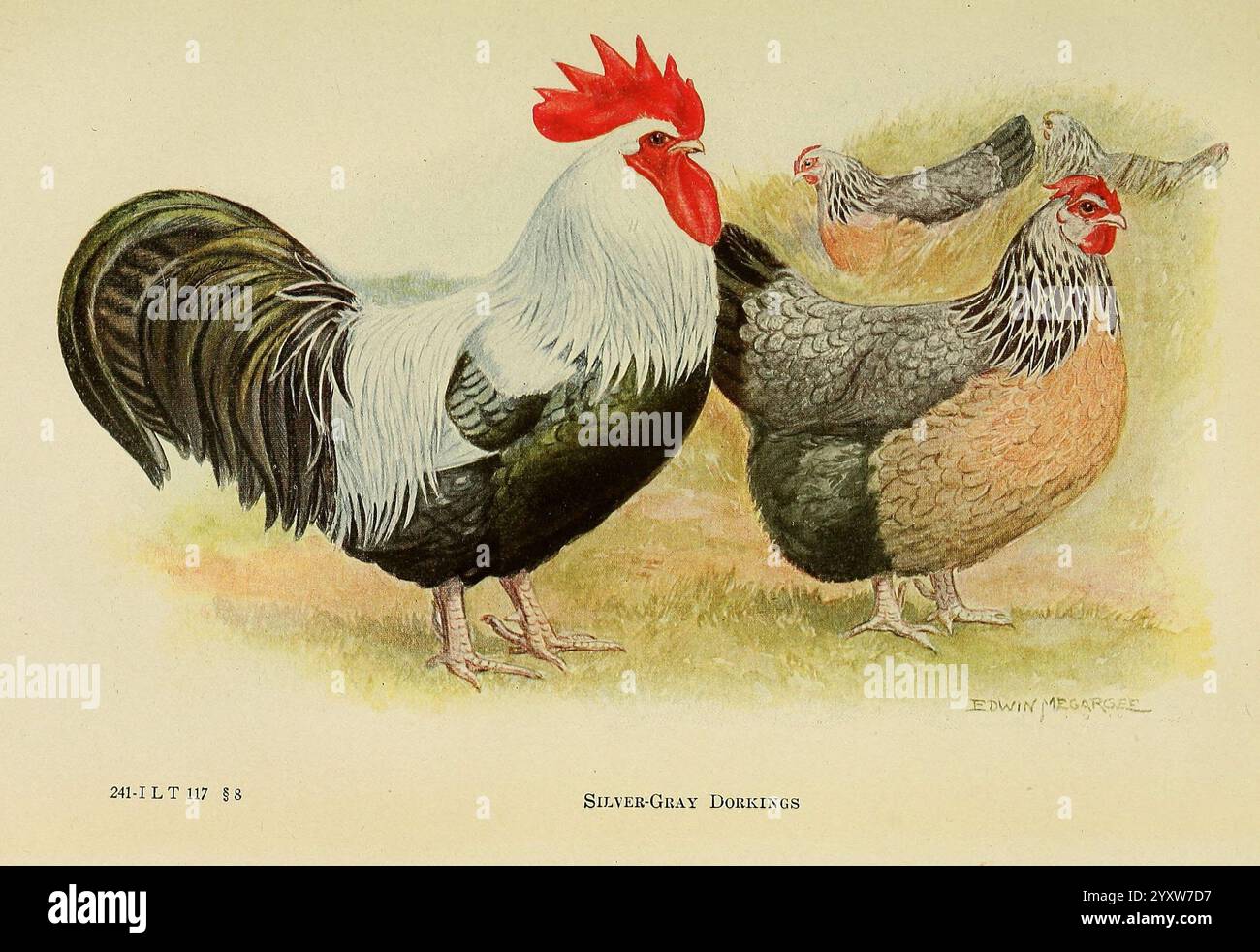 The book of poultry New York The Macmillan Company 1921 poultry Gallus ...