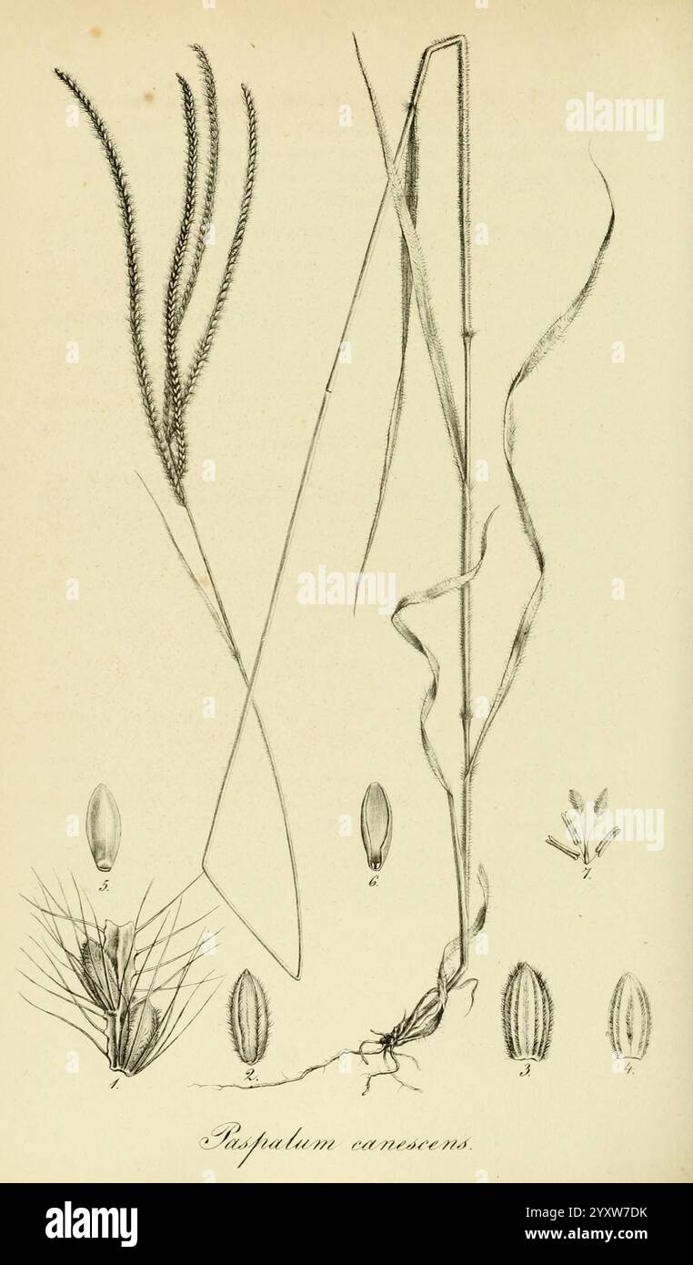 Detailed representations of various flower structures hi-res stock ...