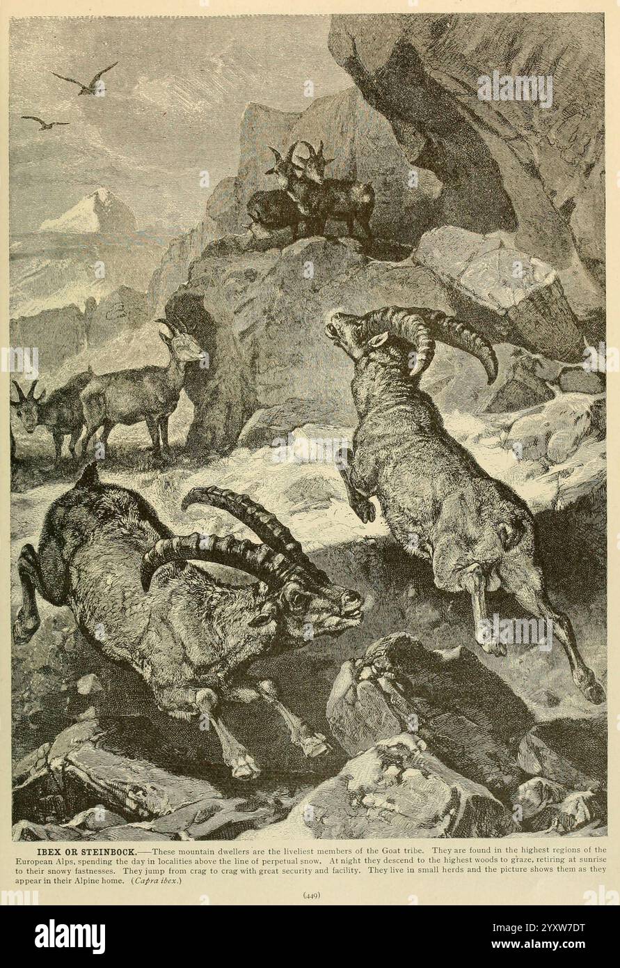 Additional goats hi-res stock photography and images - Alamy