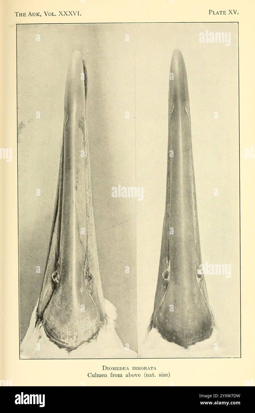 The Auk Washington, D.C. American Ornithologists' Union etc. 1884 ...