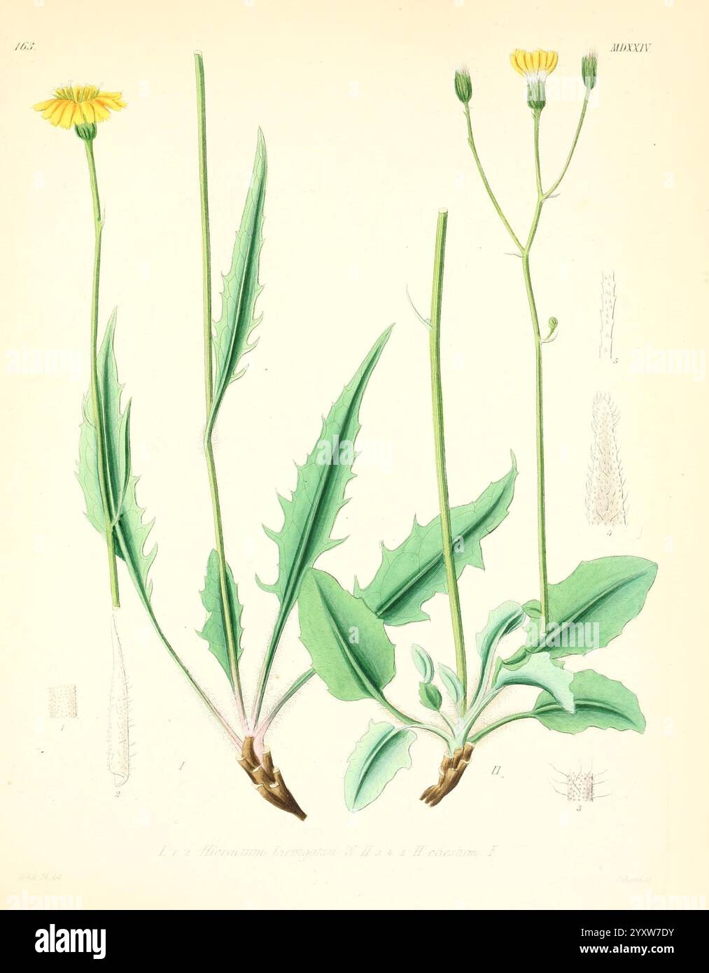 Dandelions life cycle hi-res stock photography and images - Alamy