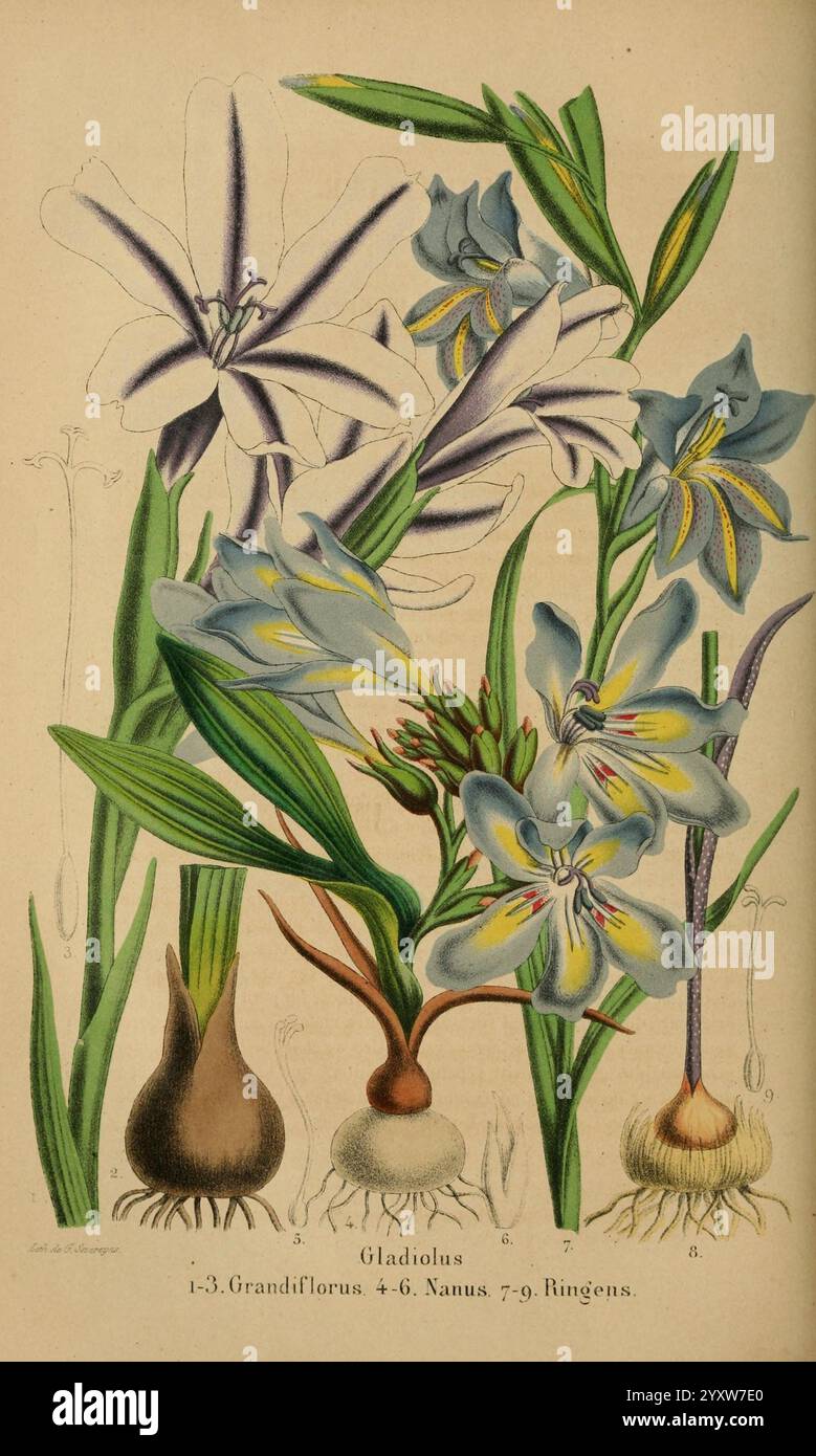 Belgique horticole Liége botany horticulture periodicals plants, A ...