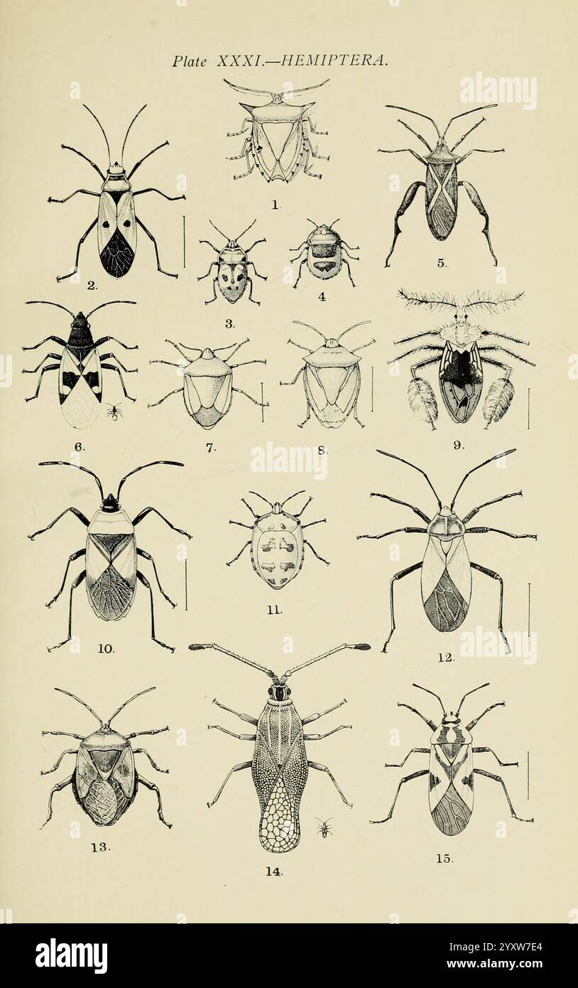 Biprorulus bibax plautia affinis cuspicona simplex biprorulus bi hi-res ...