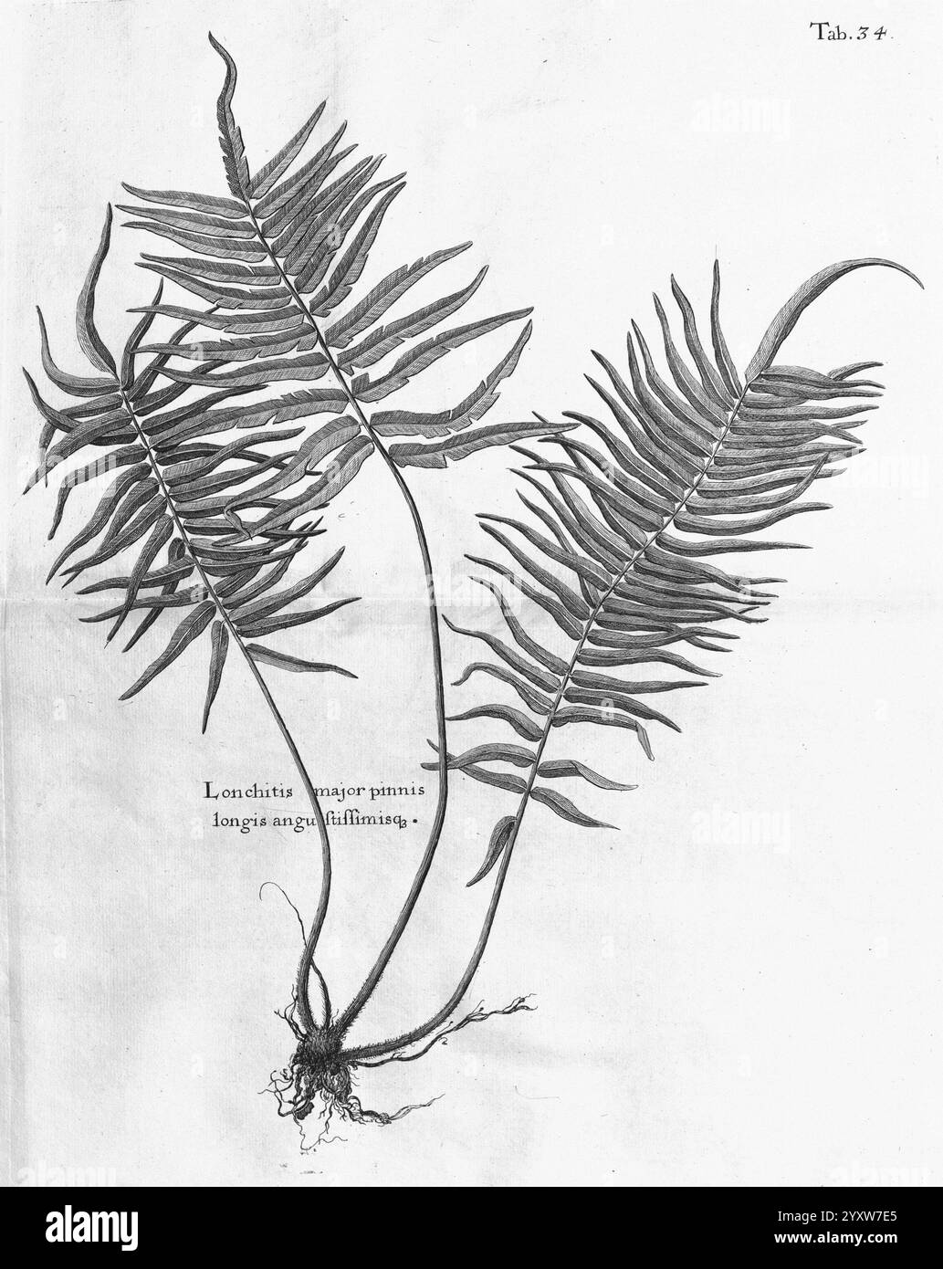 Plants detailed anatomy Black and White Stock Photos & Images - Alamy