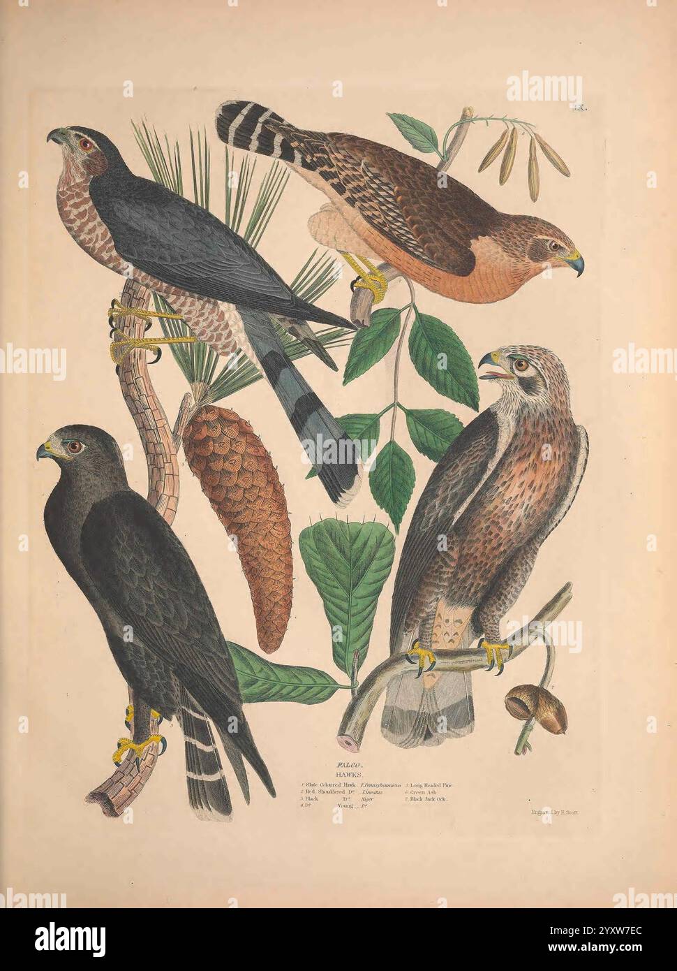 Larger hawk exhibits hi-res stock photography and images - Alamy