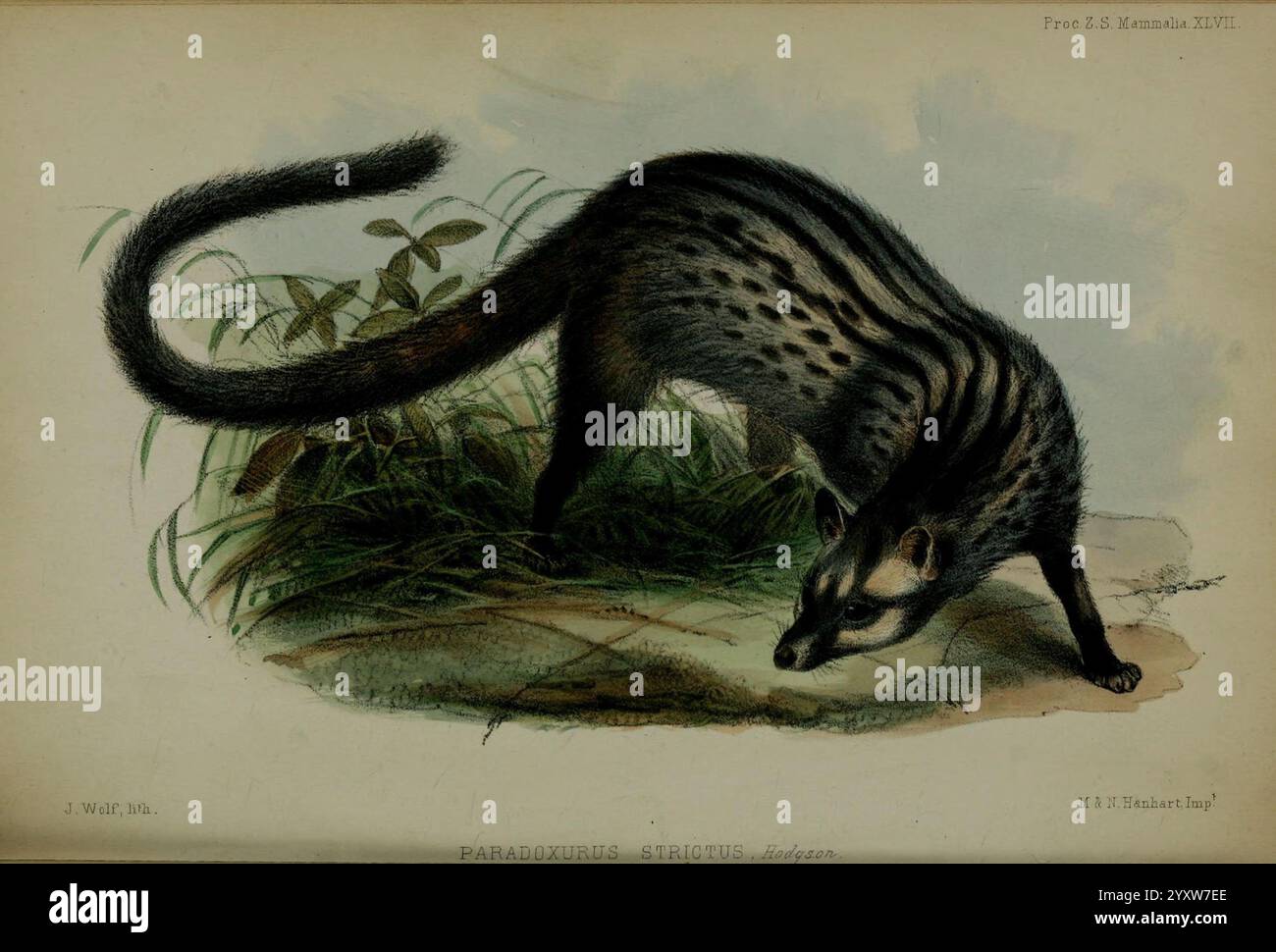 Creature exemplifies hi-res stock photography and images - Alamy