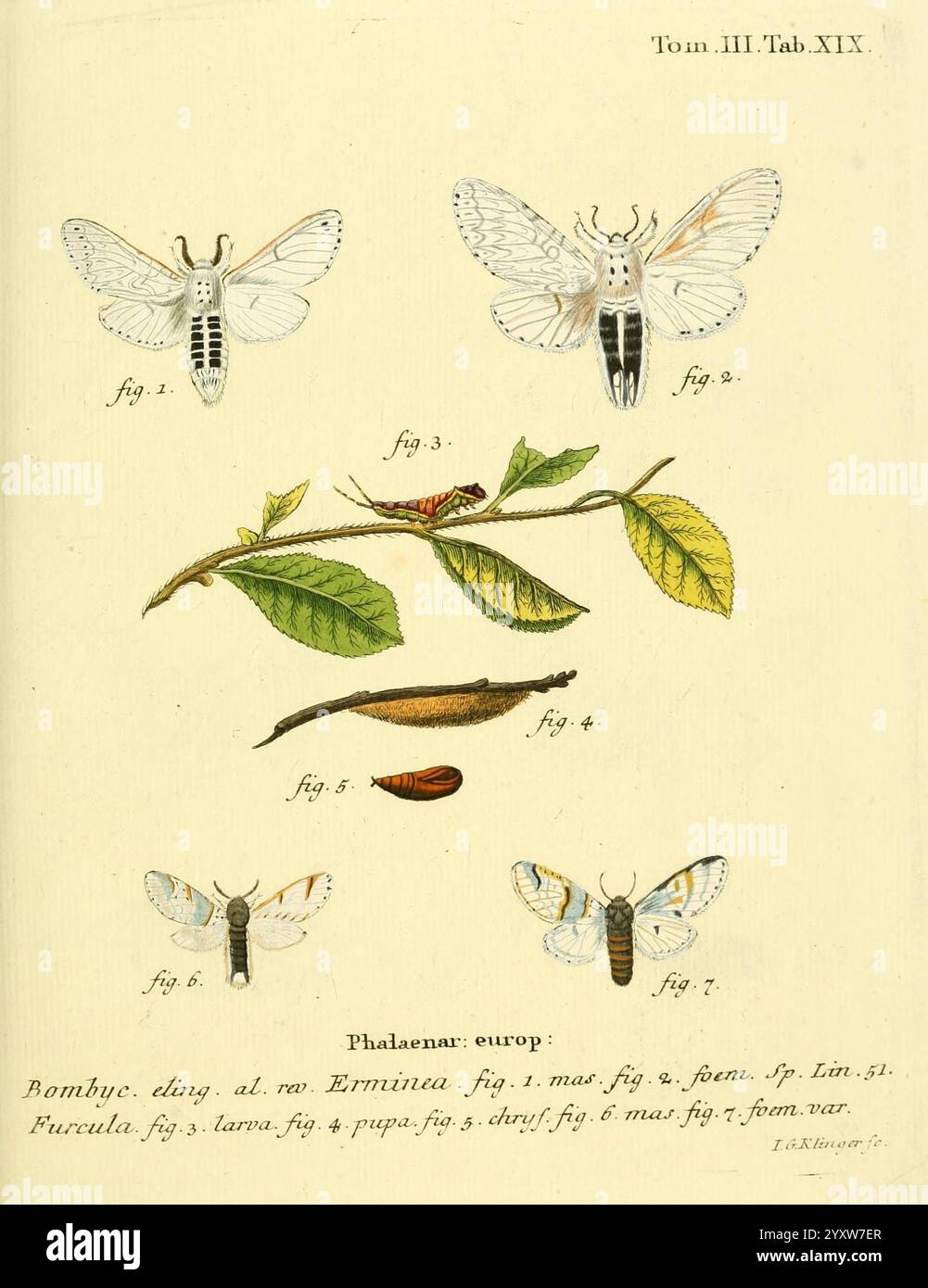 On moths hi-res stock photography and images - Alamy