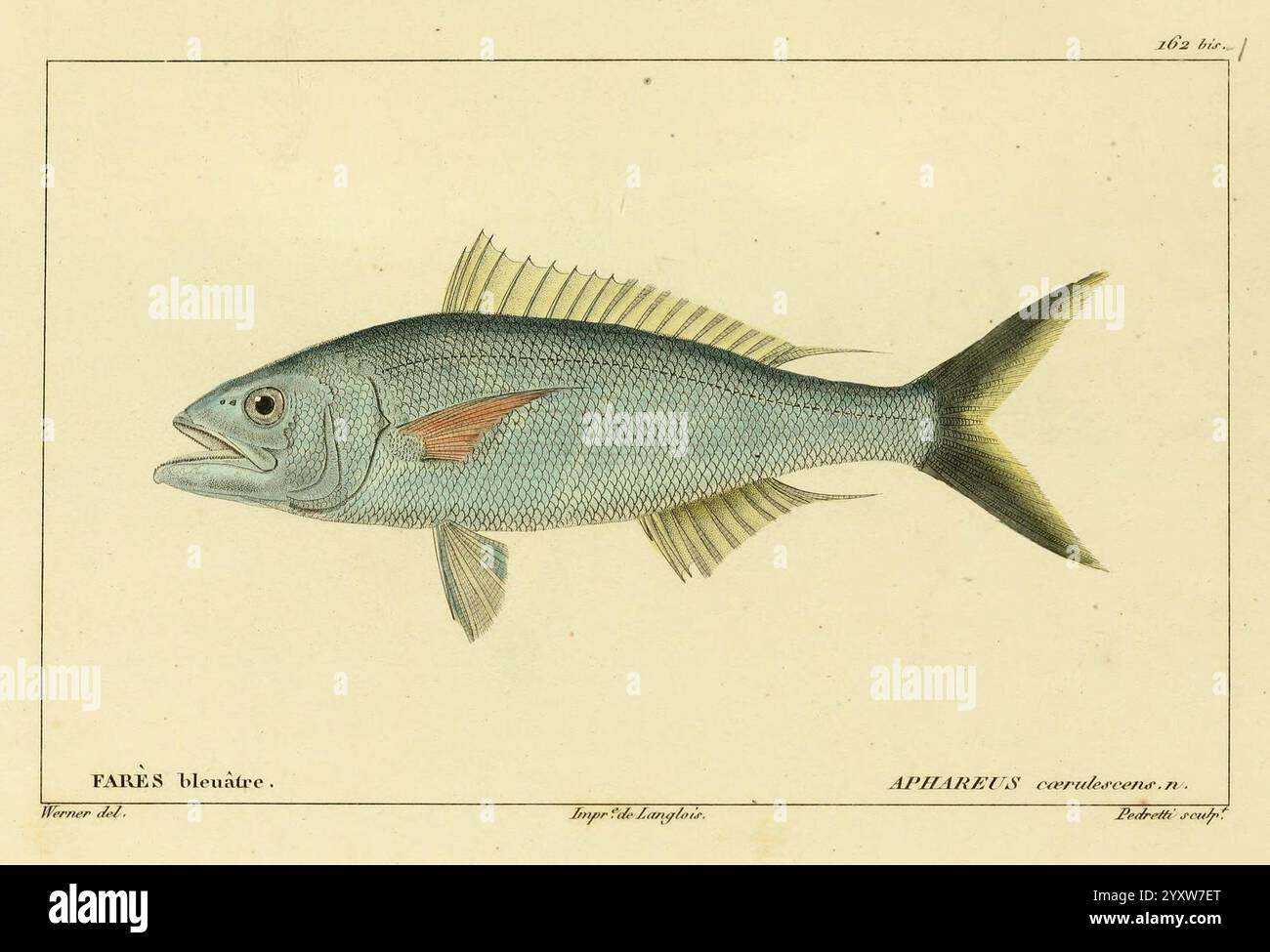 Coloration transitions hi-res stock photography and images - Alamy