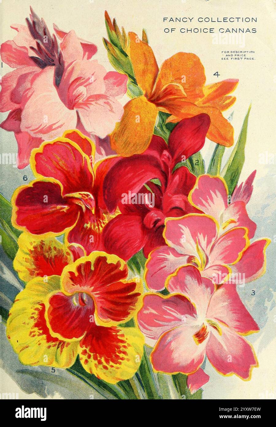 Miss Ella V. Baines the woman florist Springfield, Ohio Springfield ...