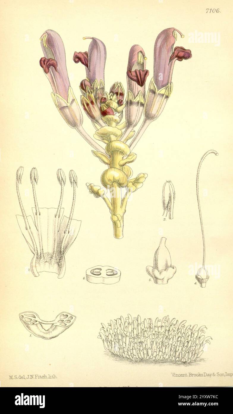 Curtis's Botanical Magazine London New York Botanical Illustration ...