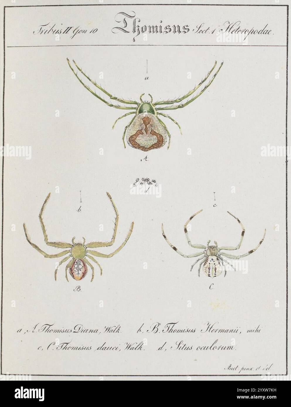 Monographia Aranearum = Monographie der Spinnen, Nurnberg, Lechner ...