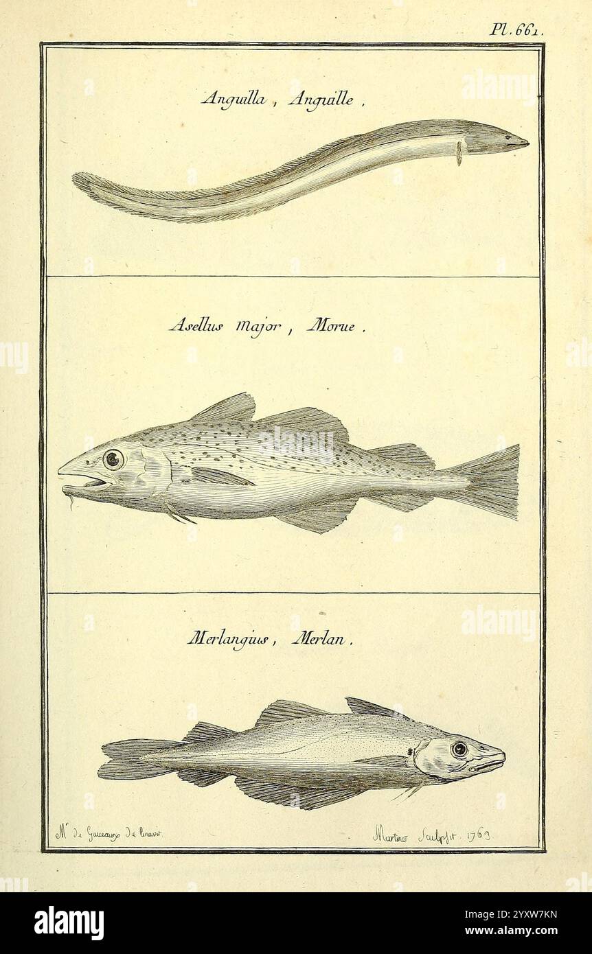 Illustration features three distinct aquatic species hi-res stock ...