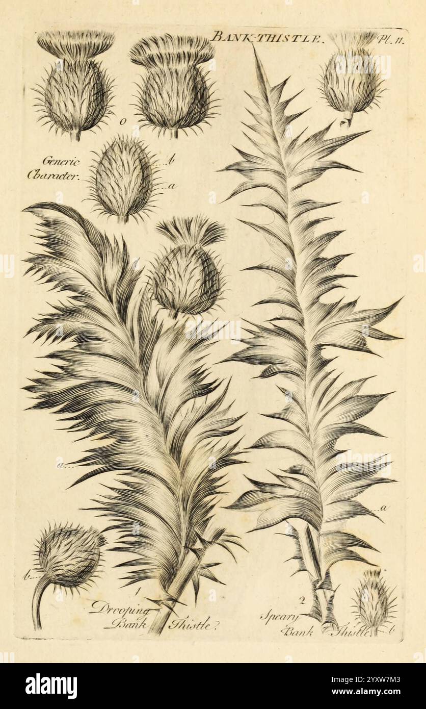 The vegetable system, London, 1759-1763, botany, pictorial works, The ...