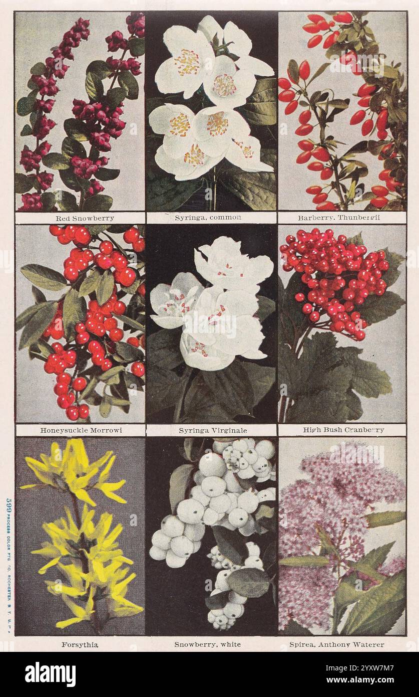 Top row showcases red strawberry hi-res stock photography and images ...