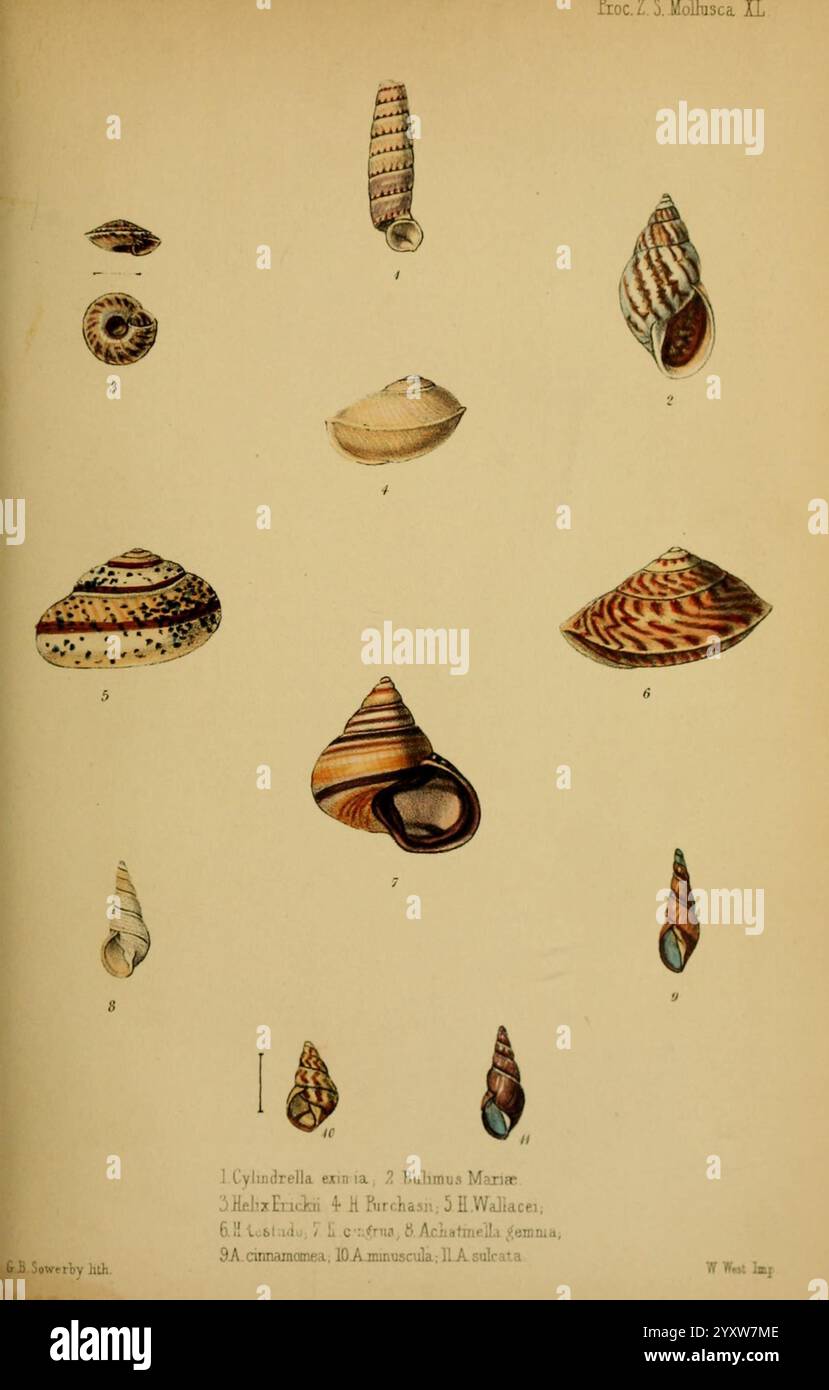 Spiraled conical shapes hi-res stock photography and images - Alamy