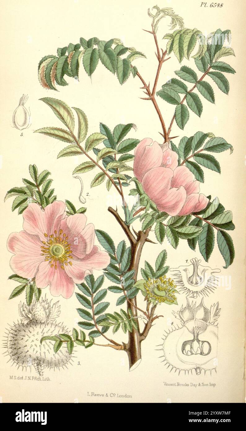 Curtis's Botanical Magazine London New York Botanical Illustration ...