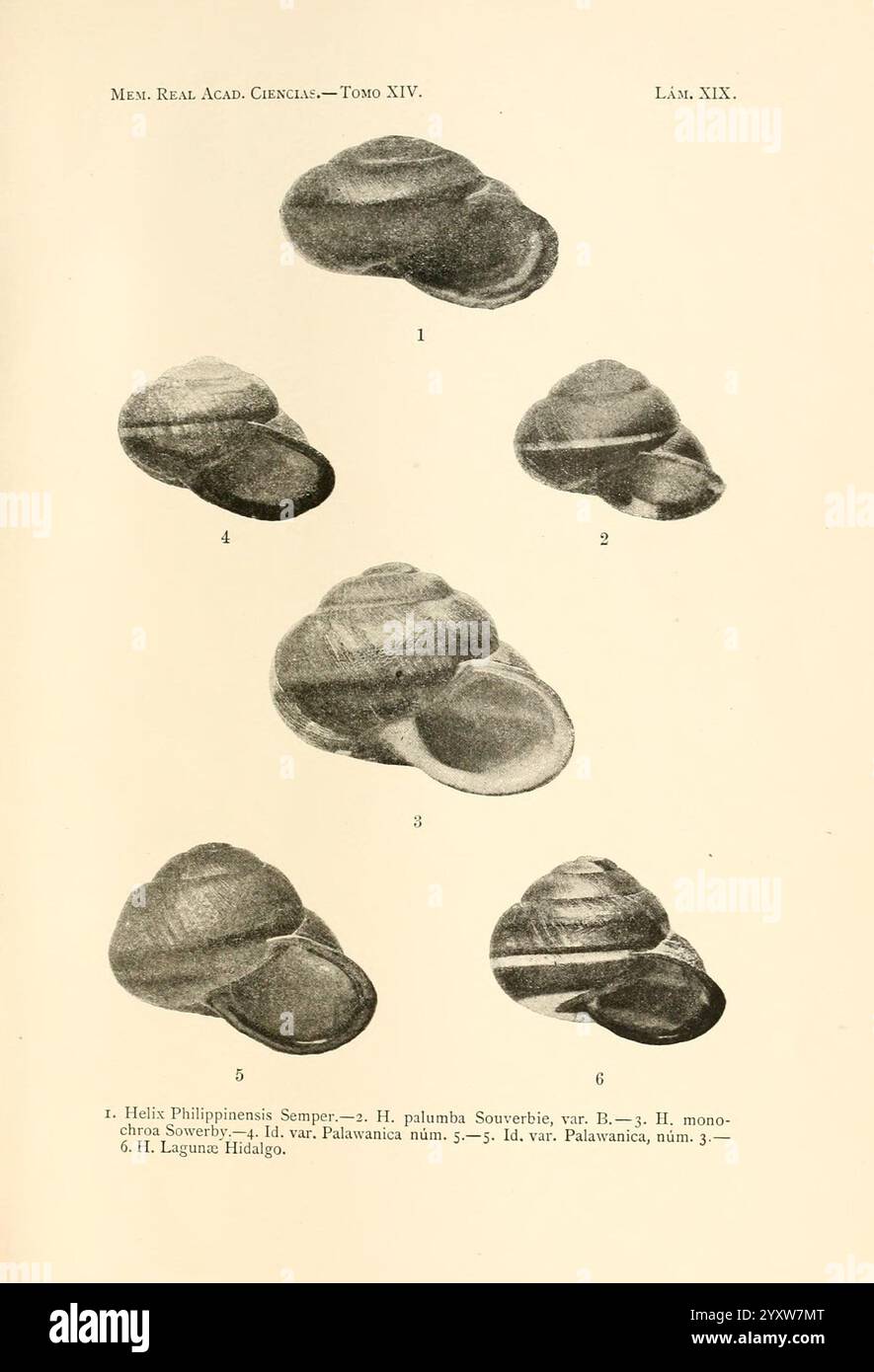 Shell displays variations hi-res stock photography and images - Alamy