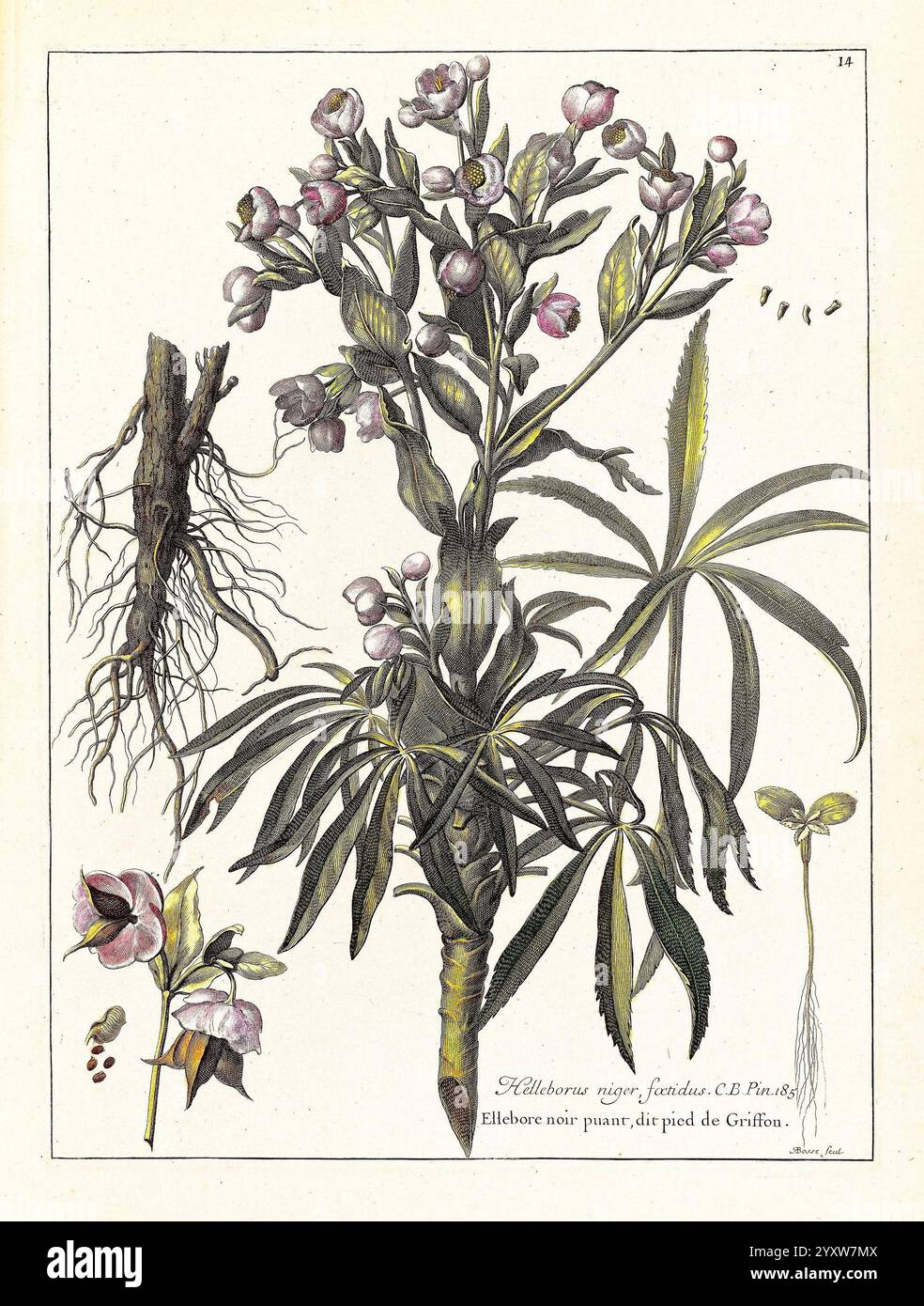 Alternate plant parts hi-res stock photography and images - Alamy