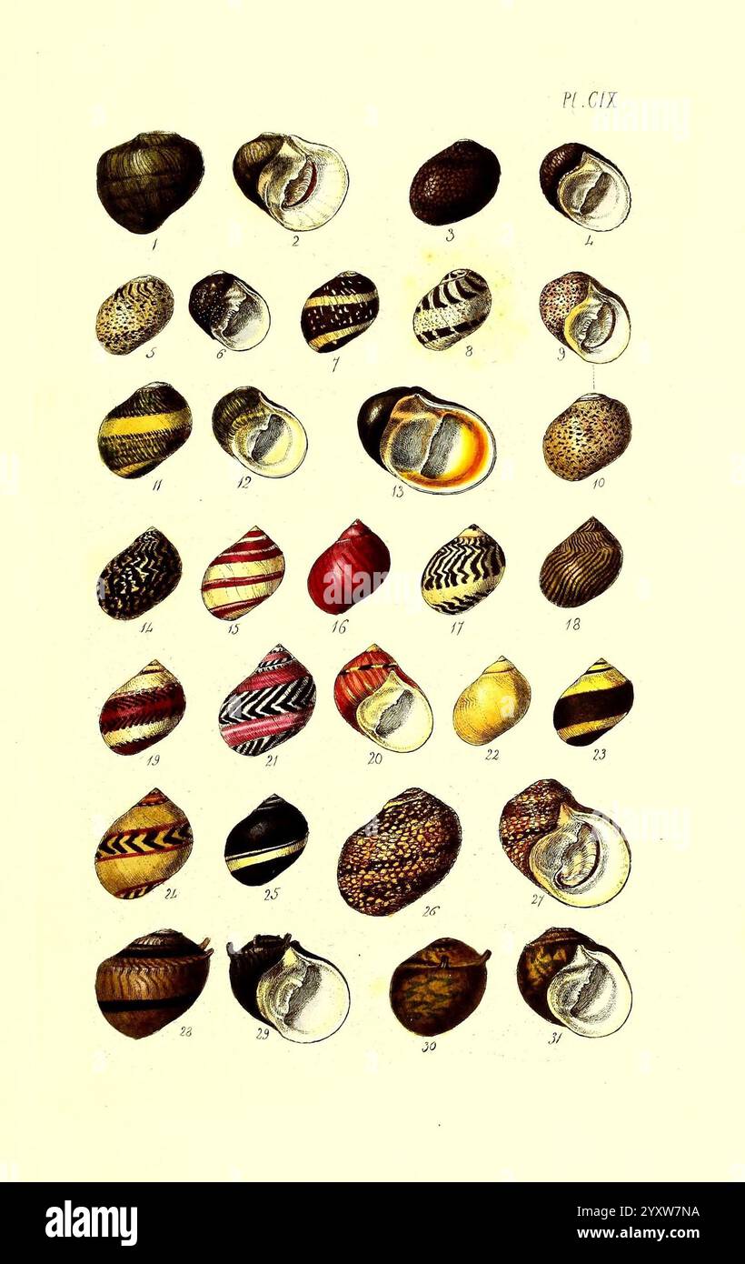 Shell features unique designs hi-res stock photography and images - Alamy