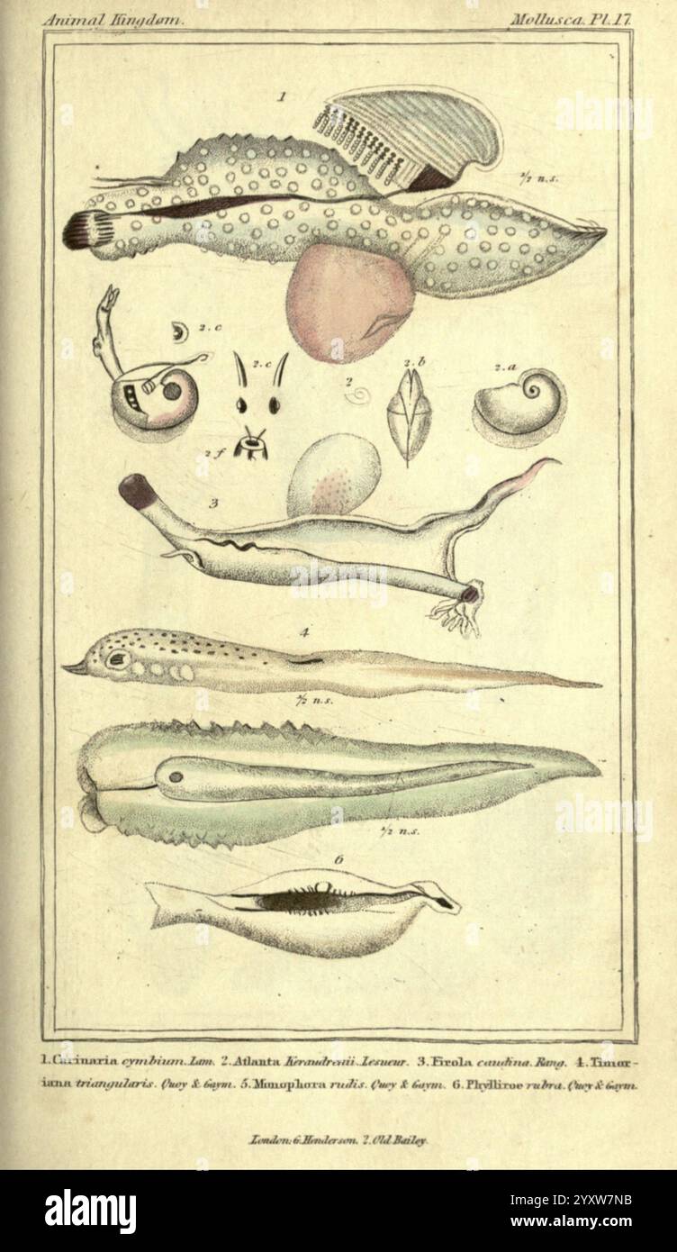 Soft bodied adaptations hi-res stock photography and images - Alamy