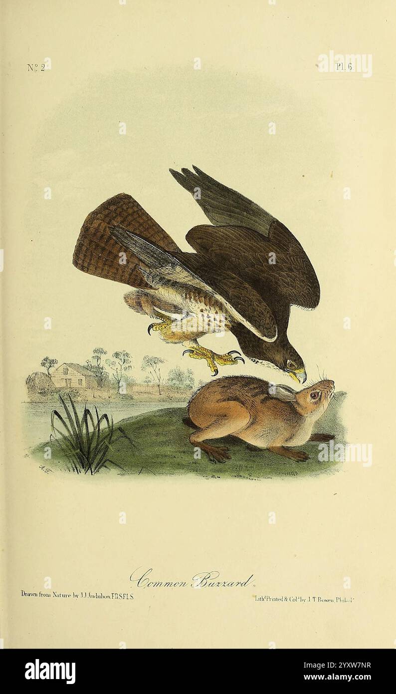 Raw instincts hi-res stock photography and images - Alamy