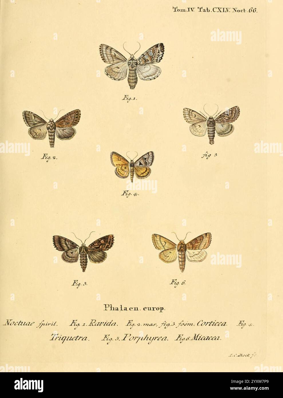 European moth species represented hi-res stock photography and images ...