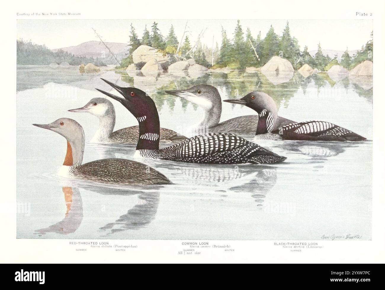 Birds of America v.1. New York, The University Society, 1923. birds ...