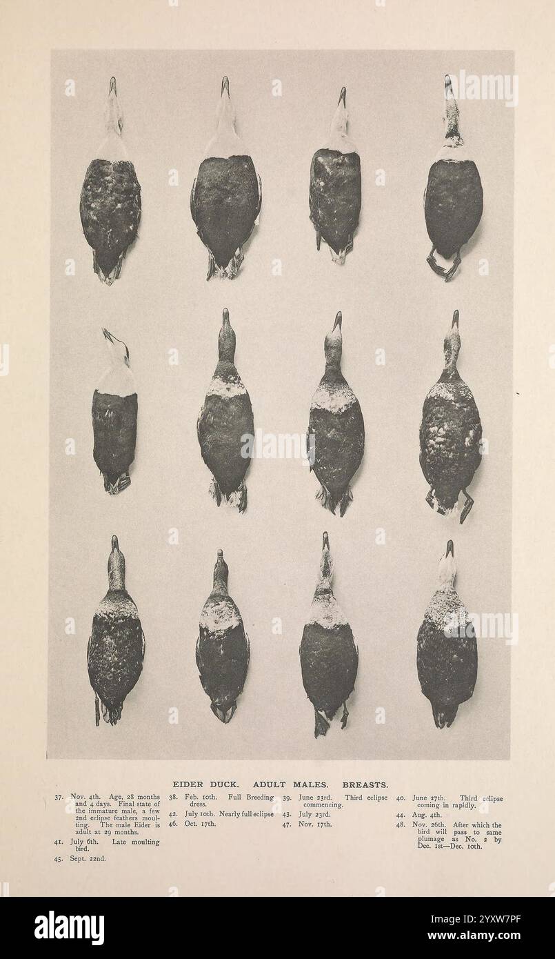 British diving ducks London Longmans Green and Co. 1913 birds ducks ...