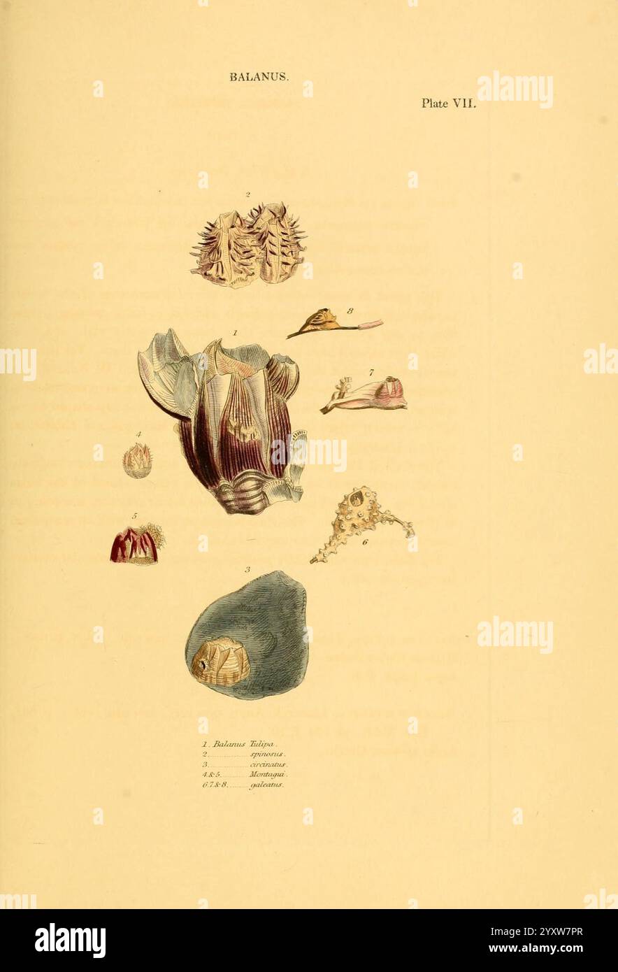 Different barnacle forms hi-res stock photography and images - Alamy