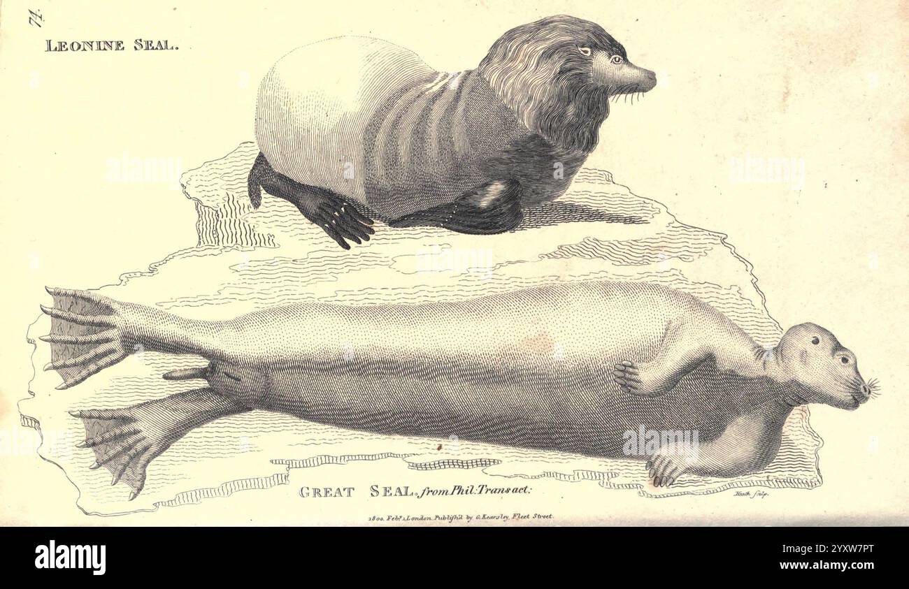 Scale tuft hi-res stock photography and images - Alamy