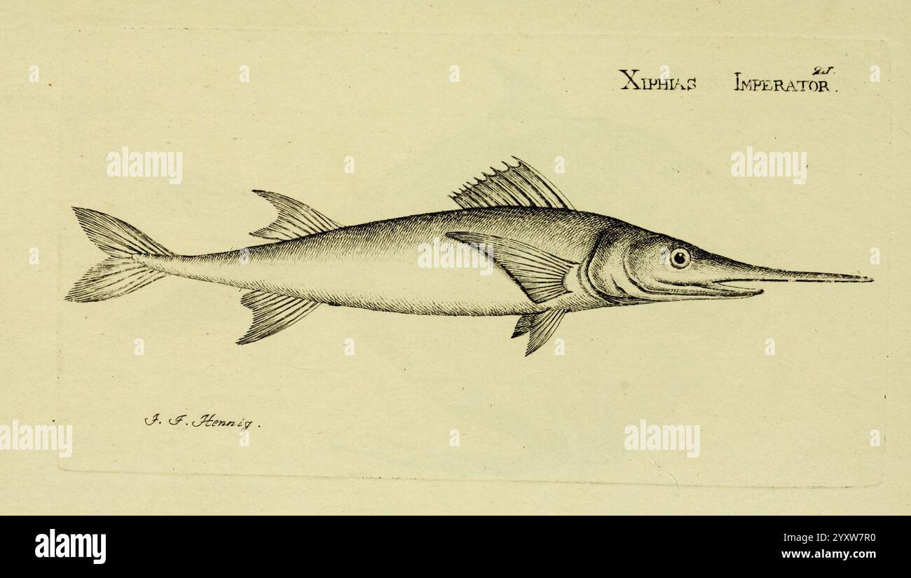 Slender fish featuring hi-res stock photography and images - Alamy