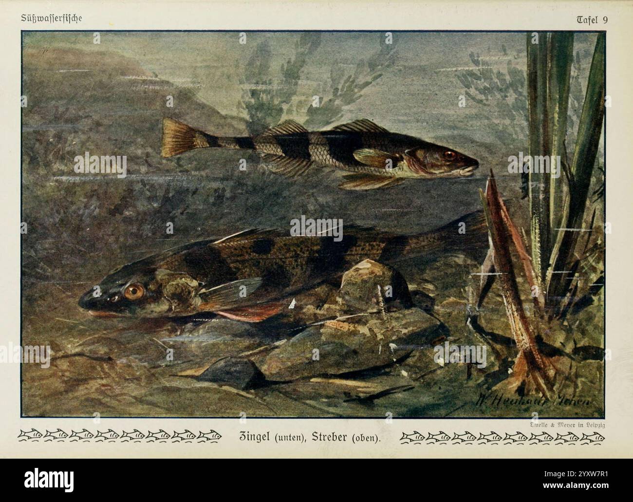 Sleeker fish hi-res stock photography and images - Alamy