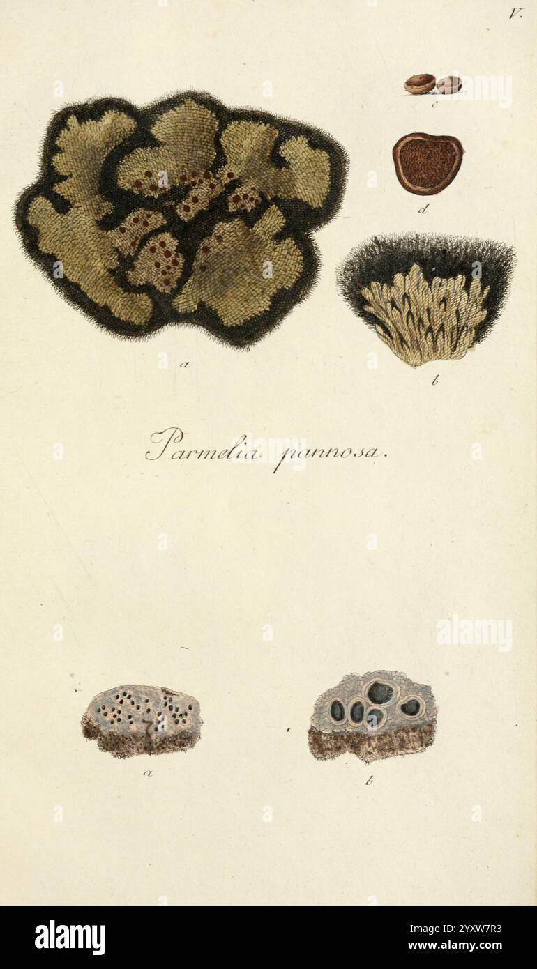 Parmelia pannota hi-res stock photography and images - Alamy
