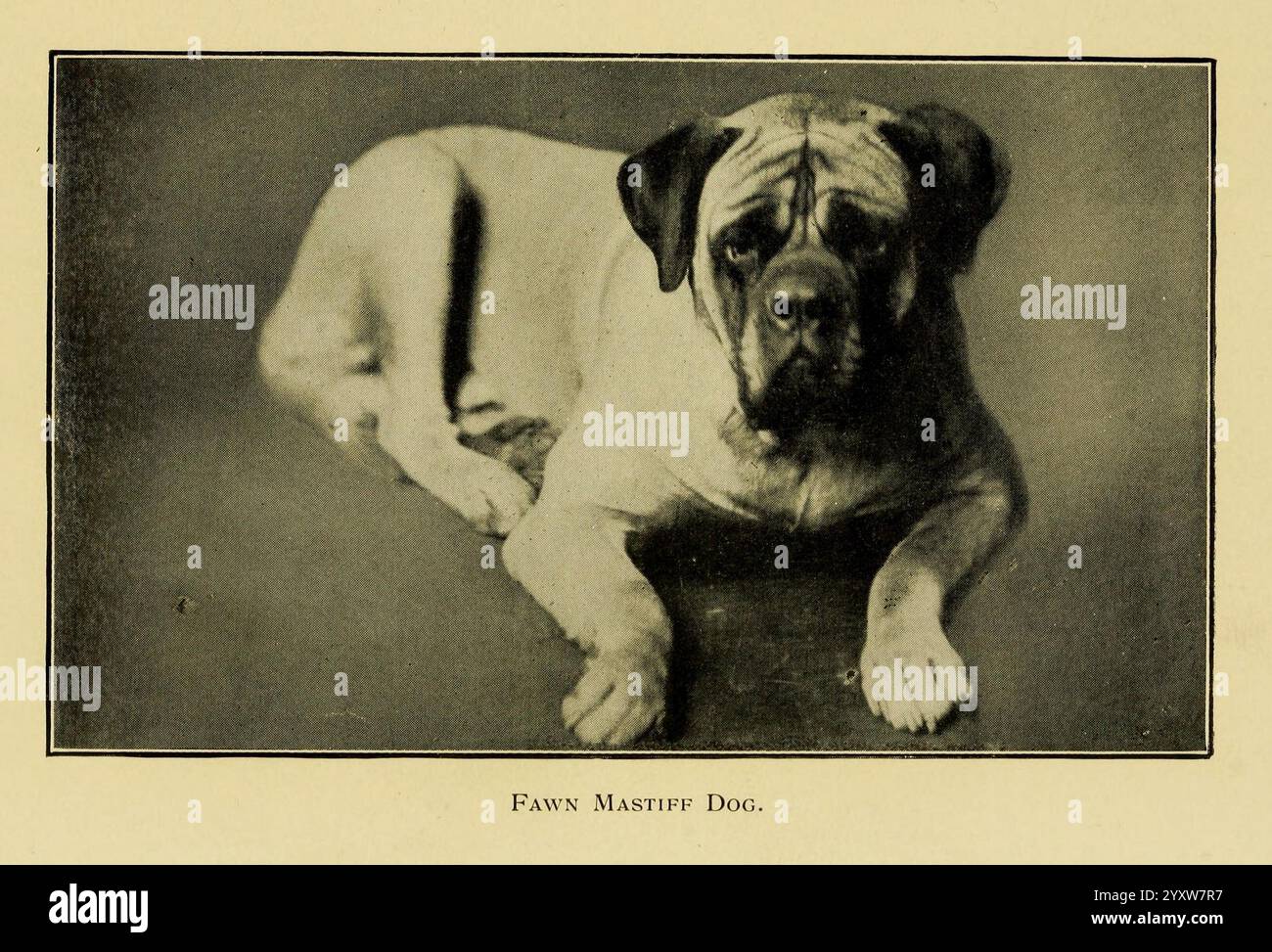 Animals powerful physique hi-res stock photography and images - Alamy