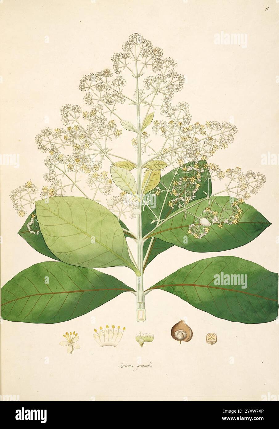 Tectona grandis illustration hi-res stock photography and images - Alamy