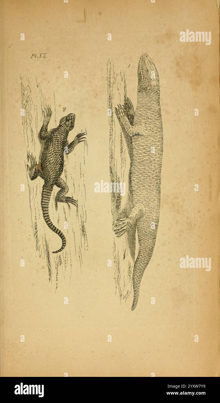 Two distinct lizards hi-res stock photography and images - Alamy