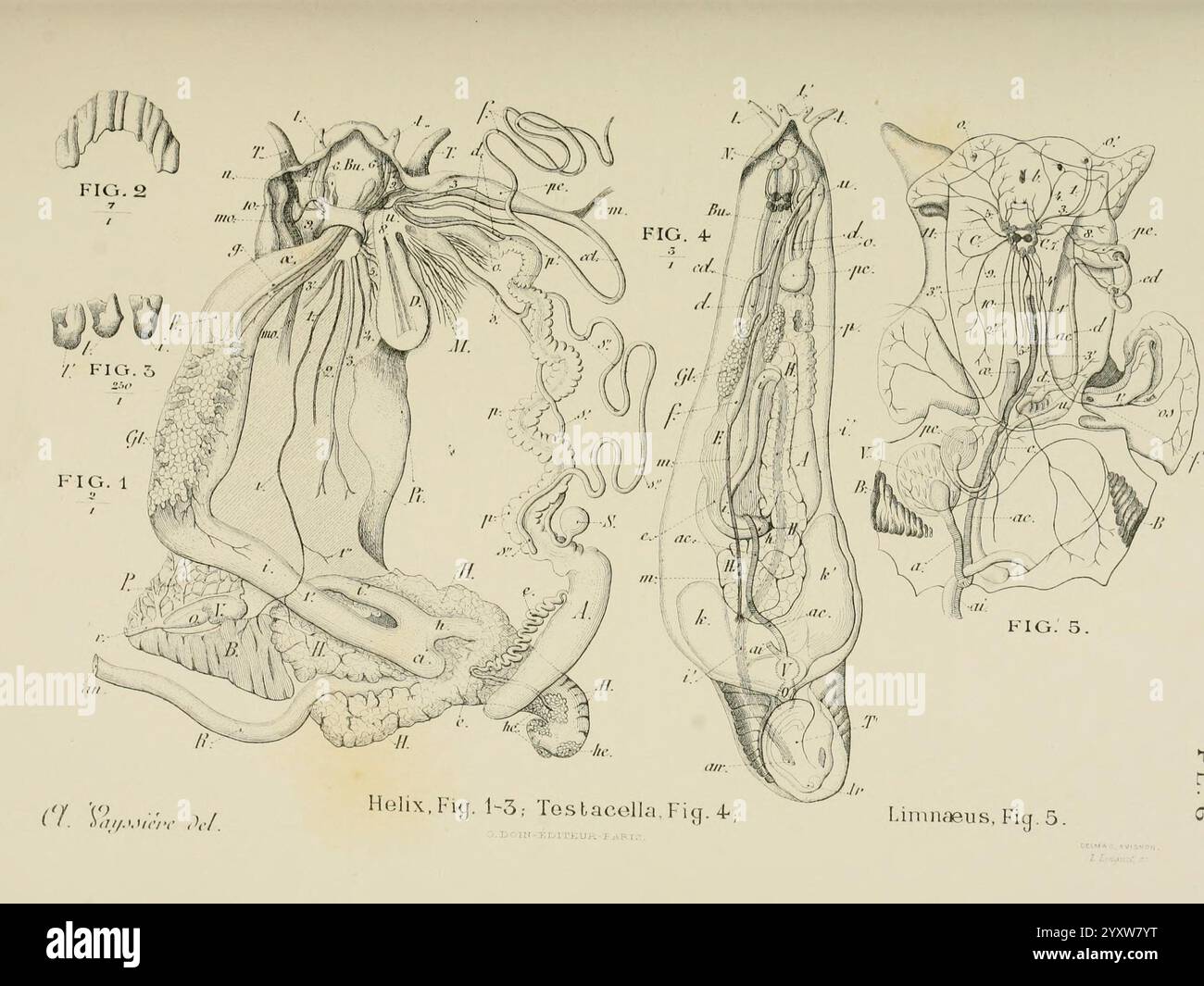 External shell characteristics hi-res stock photography and images - Alamy