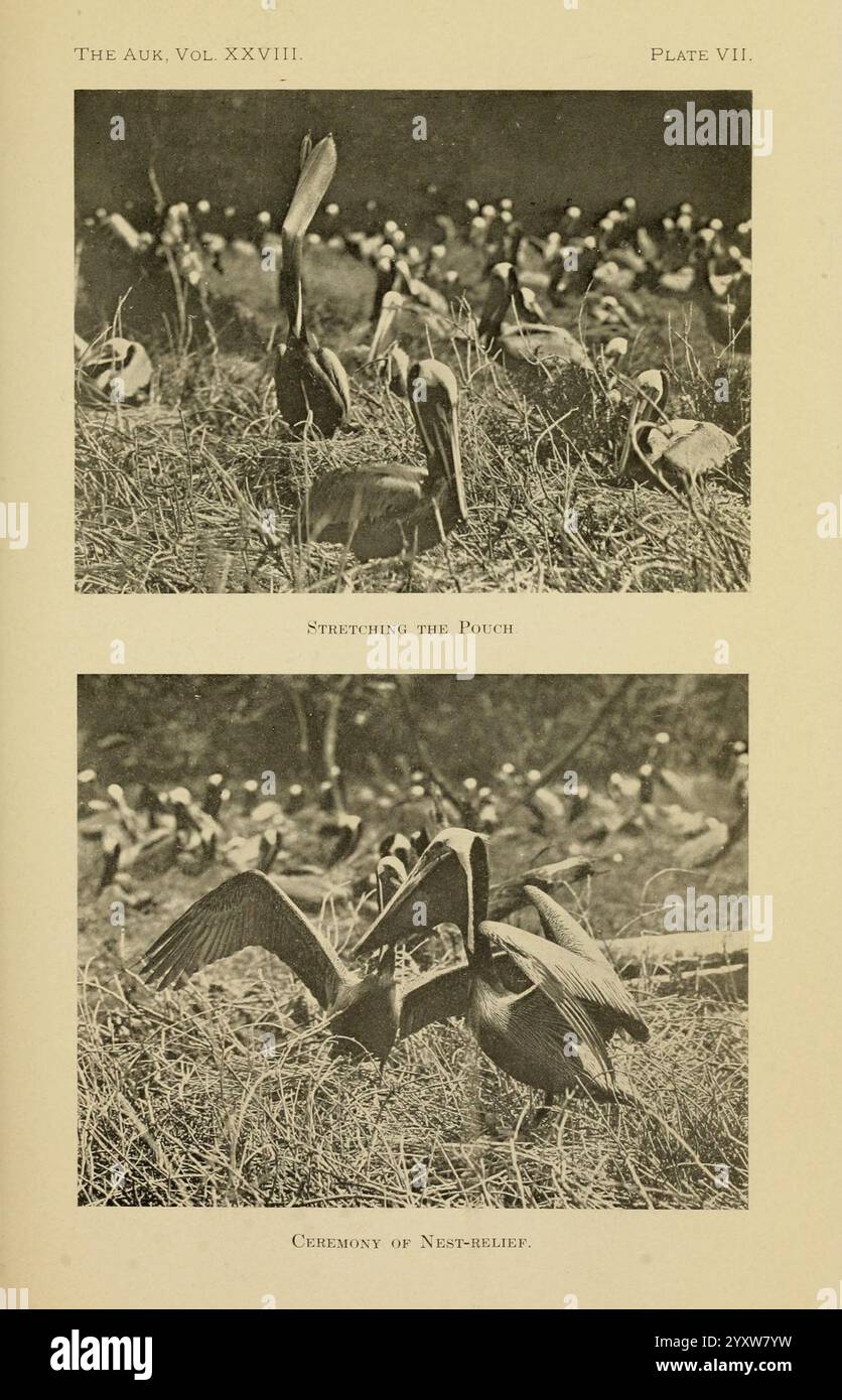 Distinctive pouches hi-res stock photography and images - Alamy