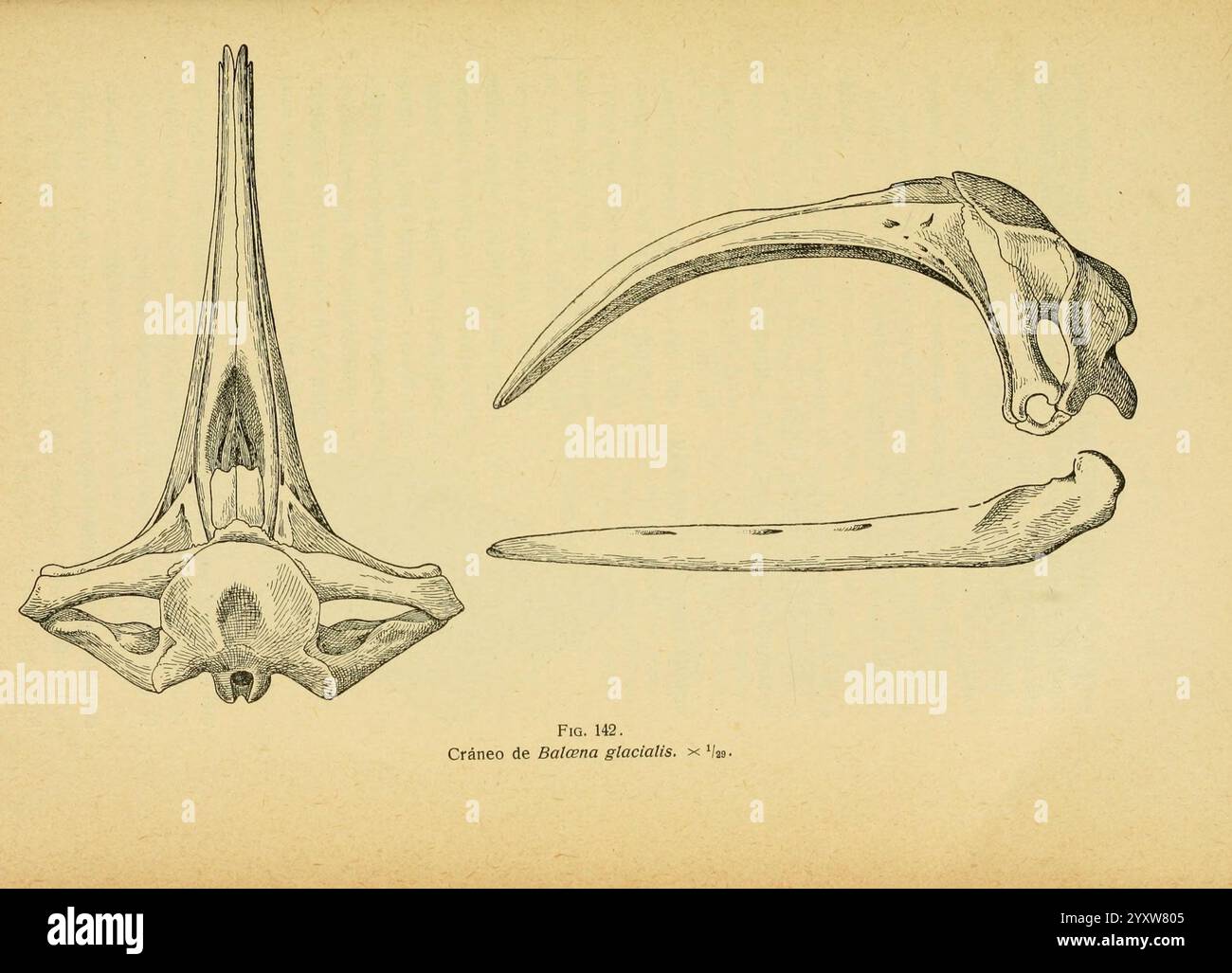 Elongated cranium characteristic hi-res stock photography and images ...