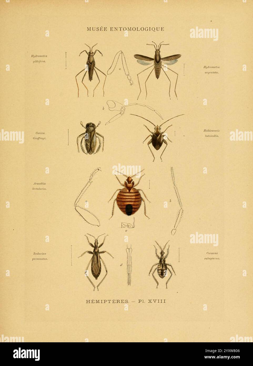 Les insectes, Paris, J. Rothschild, 1878, classification, entomology ...