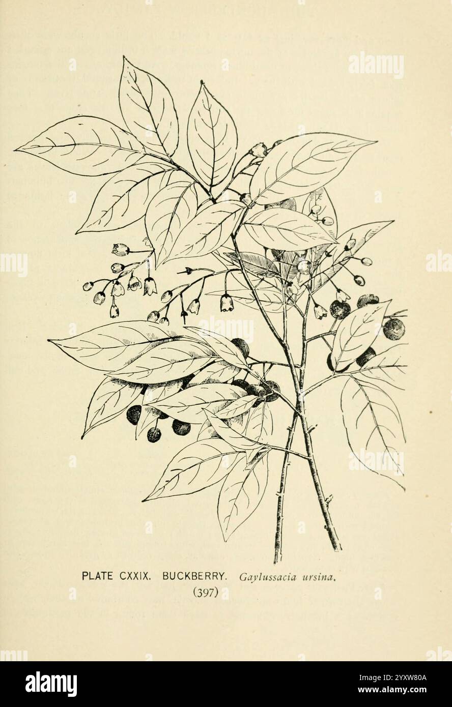 Buckberry plant hi-res stock photography and images - Alamy