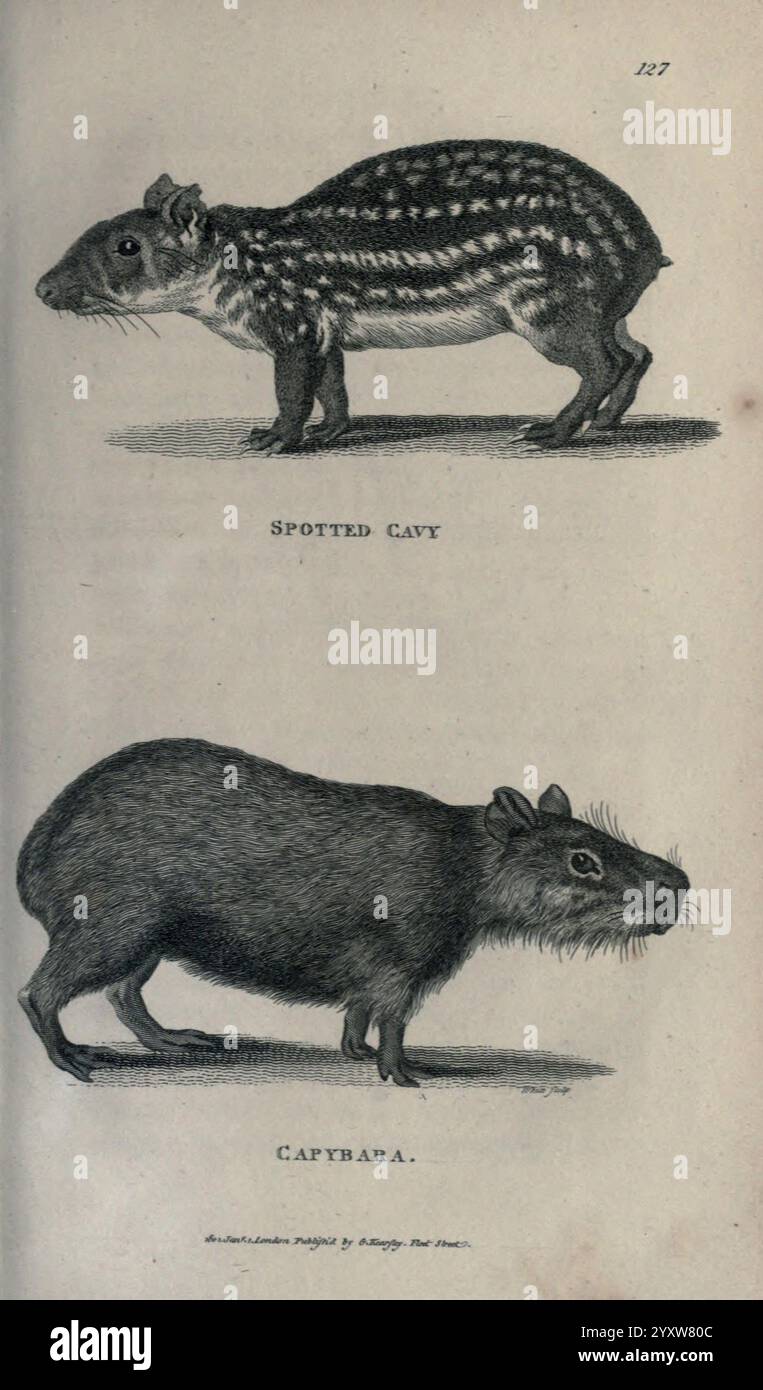 Rounded ears contribute hi-res stock photography and images - Alamy