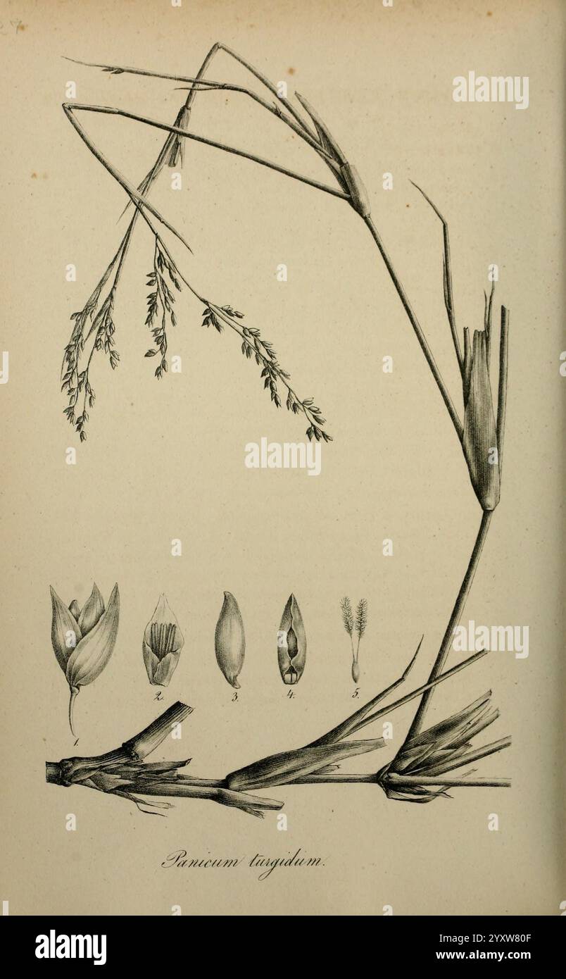 Species Graminum, Petropoli, Impensis Academiae Imperialis Scientiarum ...