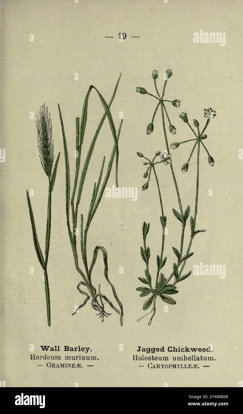 Barley grass top stem hi-res stock photography and images - Alamy